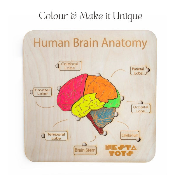 Human Brain Anatomy Puzzle for Kids | Educational STEM Toy – Popup Kids